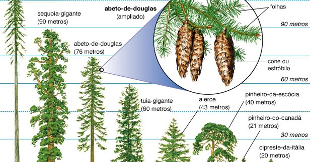 Coniferas Significado