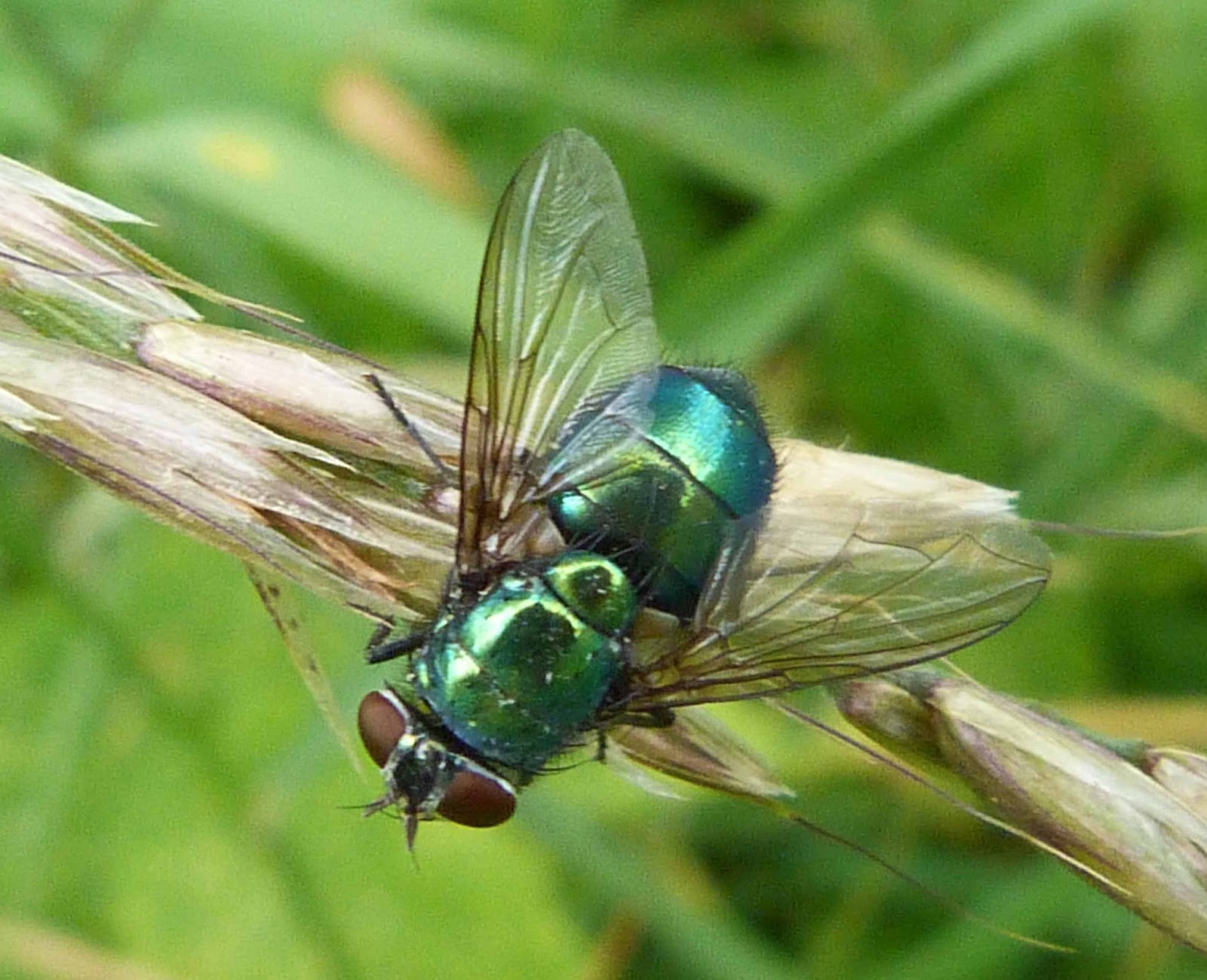 Insects of Scotland: Other Flies/Picture-wing Flies