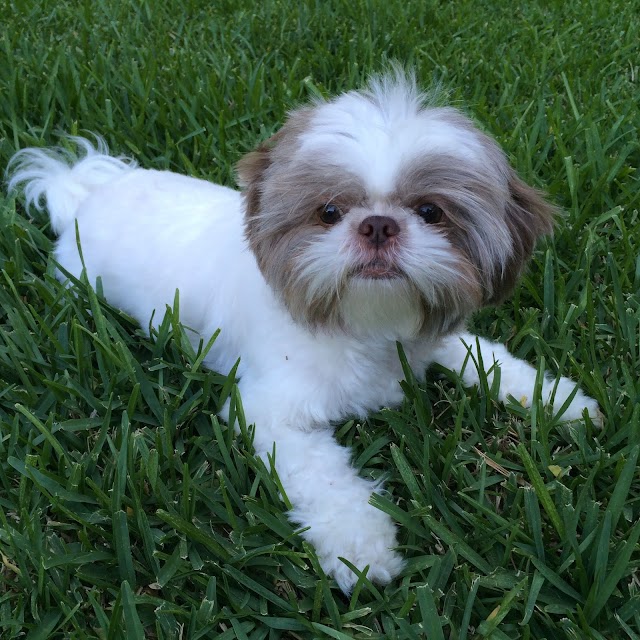 PeekaPoo - Size, Character, Breeders, Mix, Color, Sale, Price