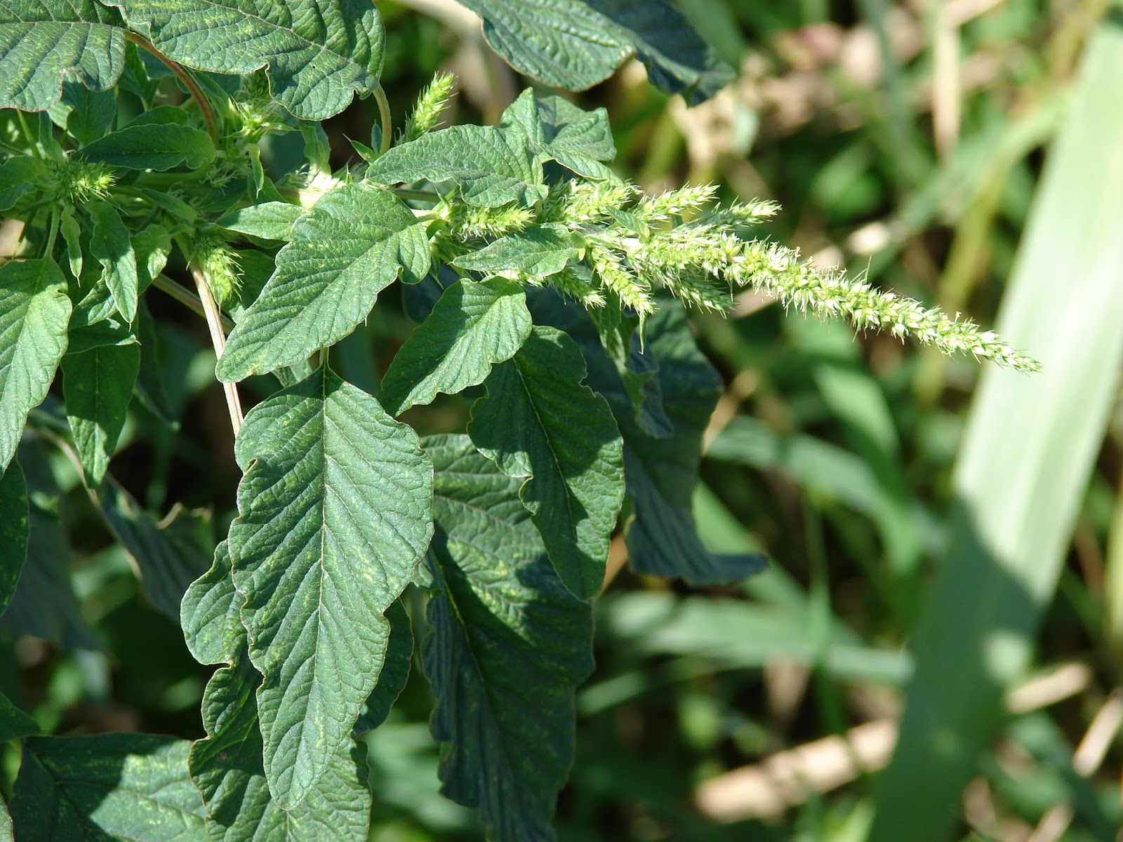 Caruru-de-espinho (Amaranthus spinosus): alimento, medicinal e ...