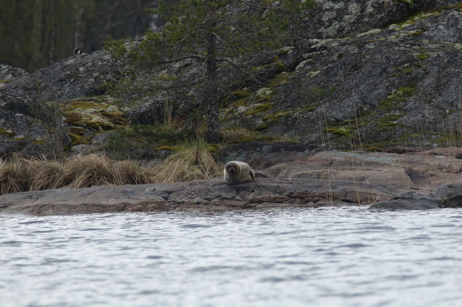Linnea borealis: Vihdoinkin norppa