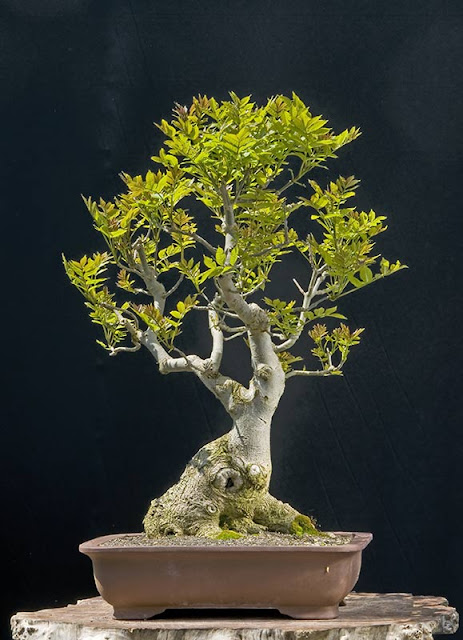 Walter Pall Bonsai Adventures: Two ashes doing fine