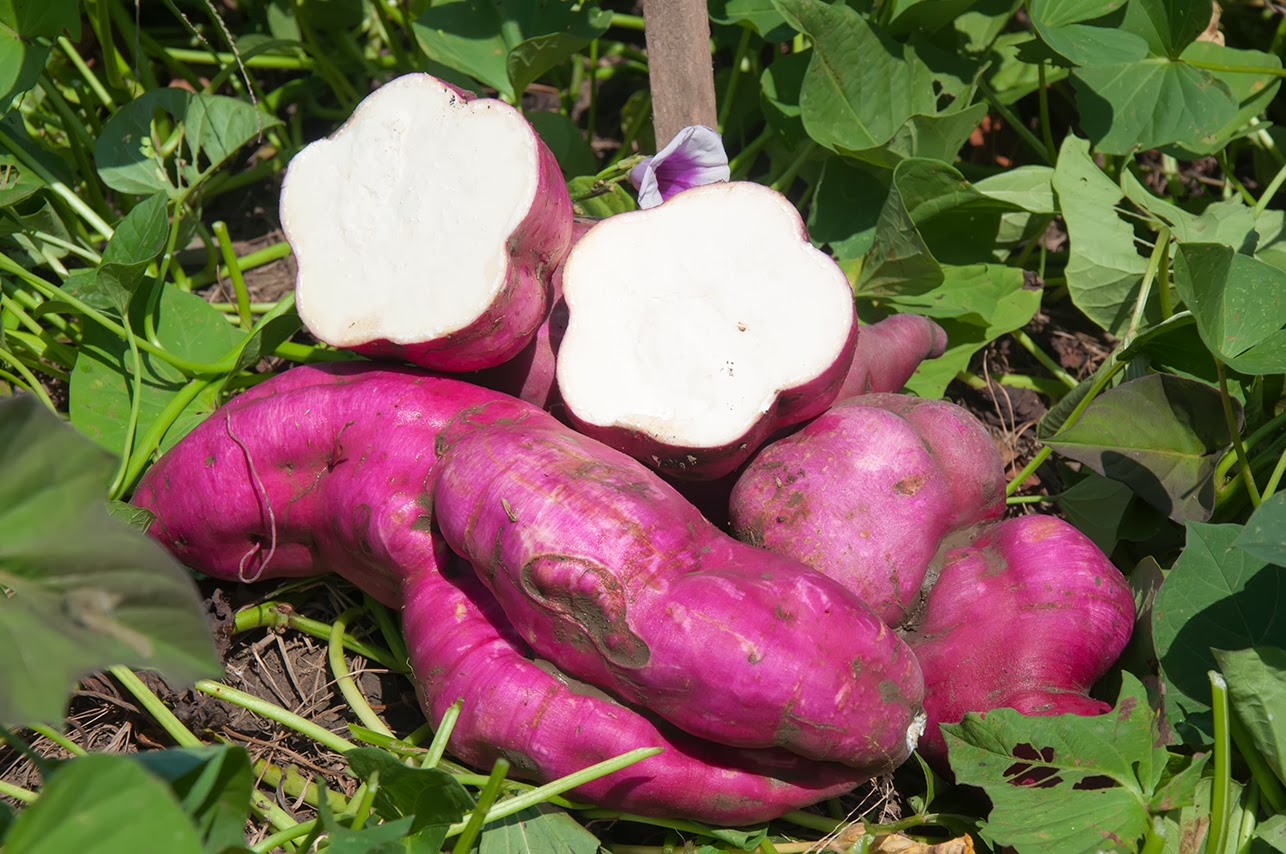 IDIAF presenta 18 variedades de batata