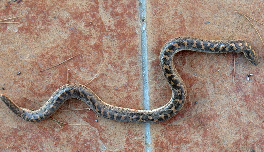 TAXYΔΡOMOΣ ΤΗΣ ΕΥΒΟΙΑΣ, ΕΙΔΗΣΕΙΣ ΜΕ ΤΟ ΚΥΡΟΣ ΤΟΥ EVIA POST: ΟΧΙΑ σε ...