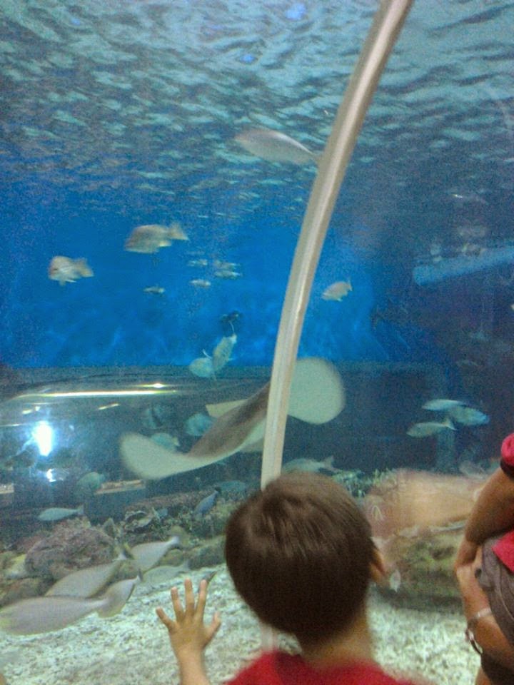 crazeemum: Pagi dish aka Stingray