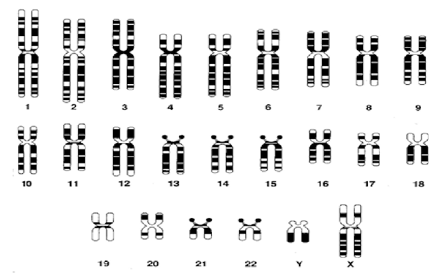ÉRIKA MODA: CROMOSOMAS