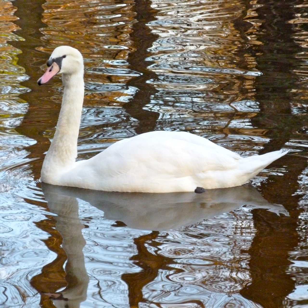 Aut-2B-Home in Carolina: One Swan A-Sleeping