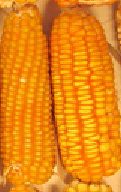AGRICULTURE AND AGRICULTURAL INFORMATION: Types of Maize