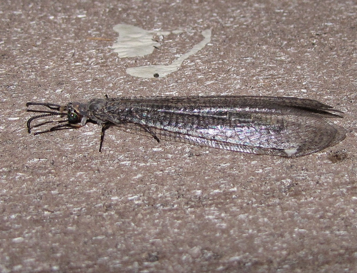 Bug Eric: "Doodlebugs" (Antlions)