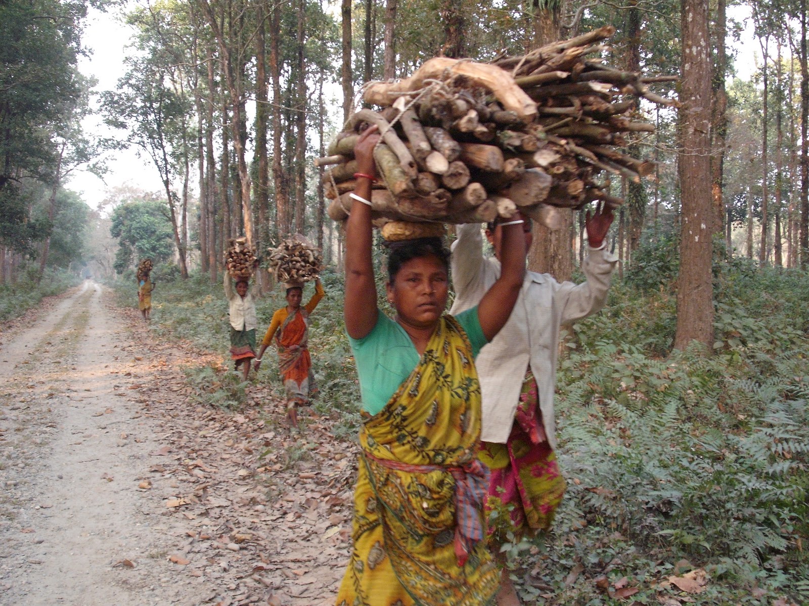 CHAUTARE, the storytellers from East Himalaya: Chilapata, one year of ...