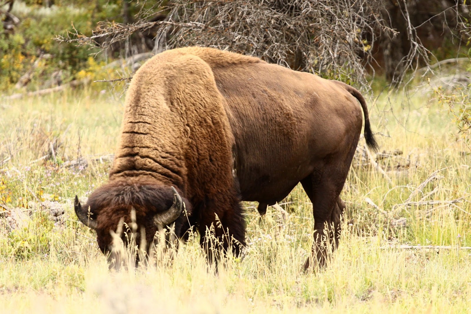 the Wilson family: Of Buffaloes And Other Adventures