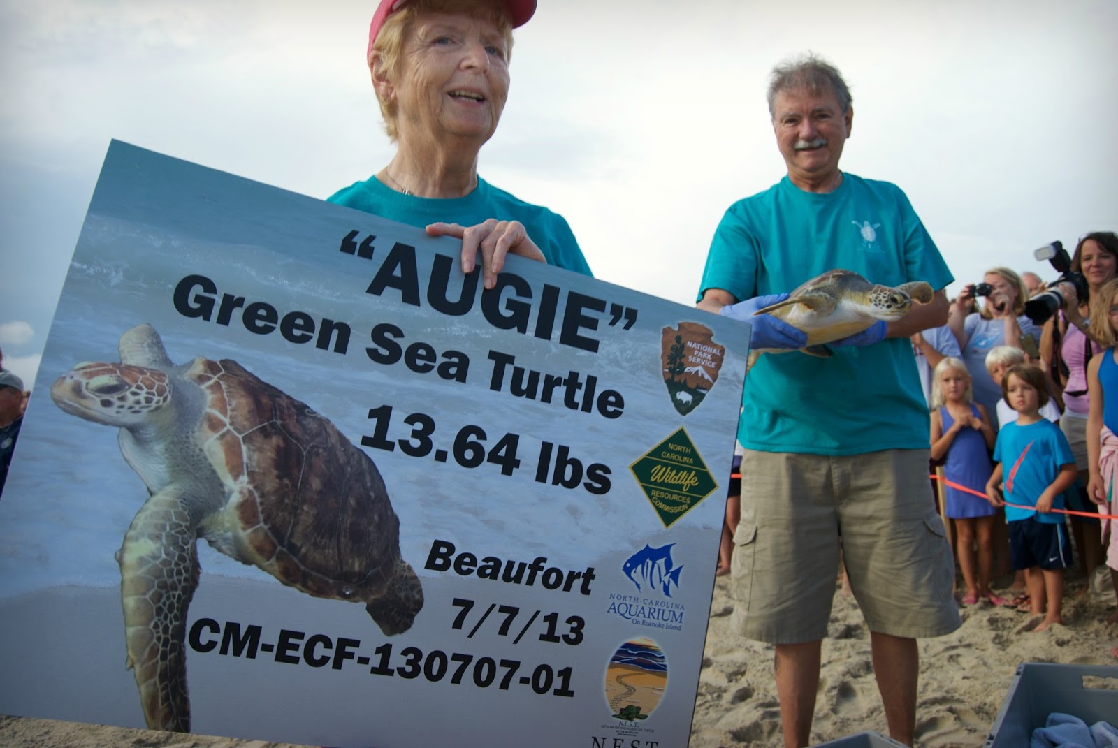 Sea Turtle Assistance and Rehabilitation