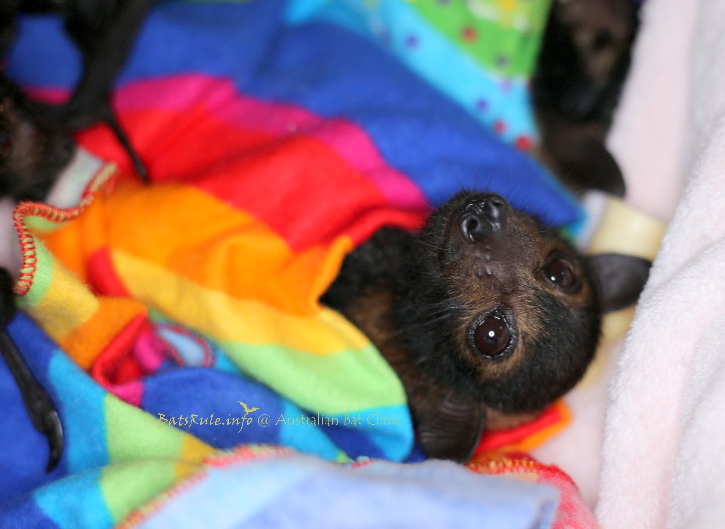 Rehab | Cairns Qld Megabat babies Spectacled in care, Pteropus ...