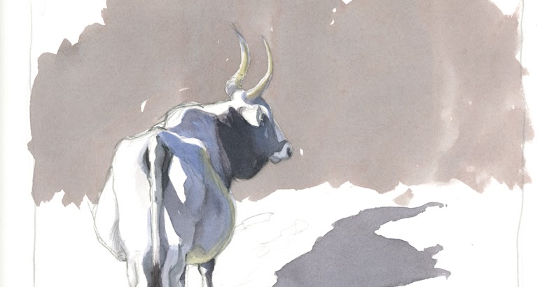 Federico Gemma - Wildlife Artist: Vacca maremmana, Monti della Tolfa