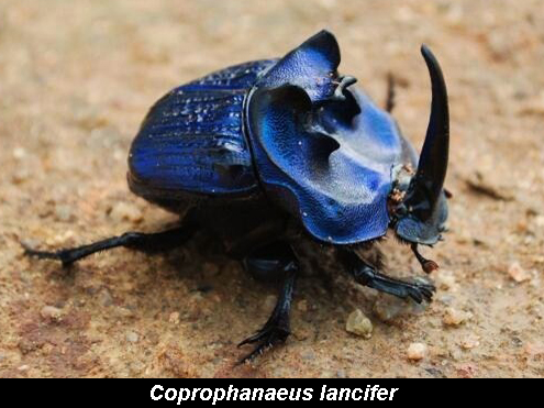 BIBOCA AMBIENTAL : BESOURO