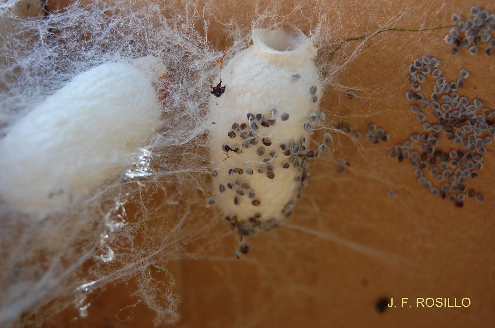 Blog de José Fidel Rosillo: GUSANO DE LA SEDA (Bombyx mori)