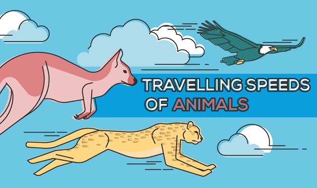 Travelling Speeds of Animals #Infographic - Visualistan