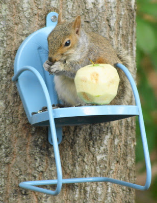 Barb's Botanical Garden: Squirrel Chairs - Who Knew?
