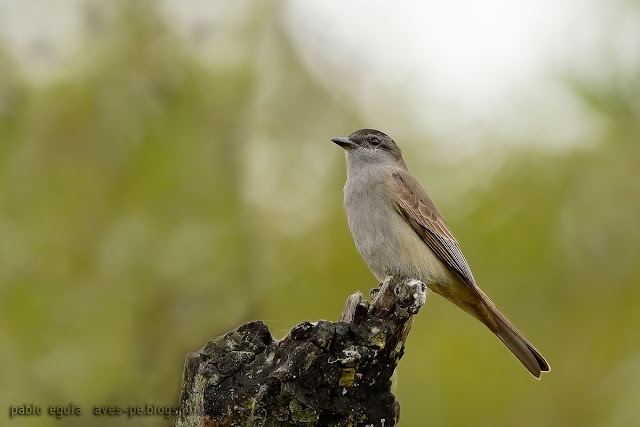 mis fotos de aves: Griseotyrannus aurantioatrocristatus Tuquito Gris ...