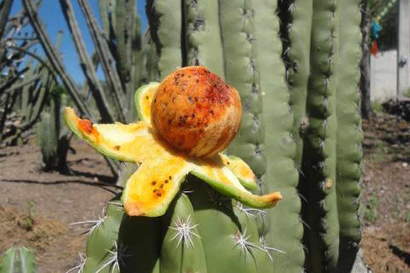 RESERVA DE LA BIOSFERA: