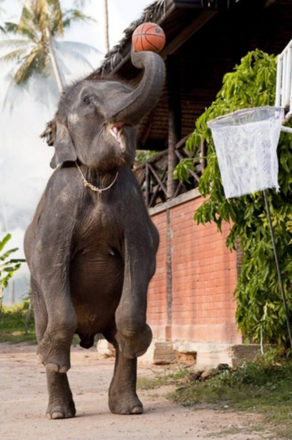 Also - Fun | Funny Pictures: Animals Doing Human Things - Funny Pictures