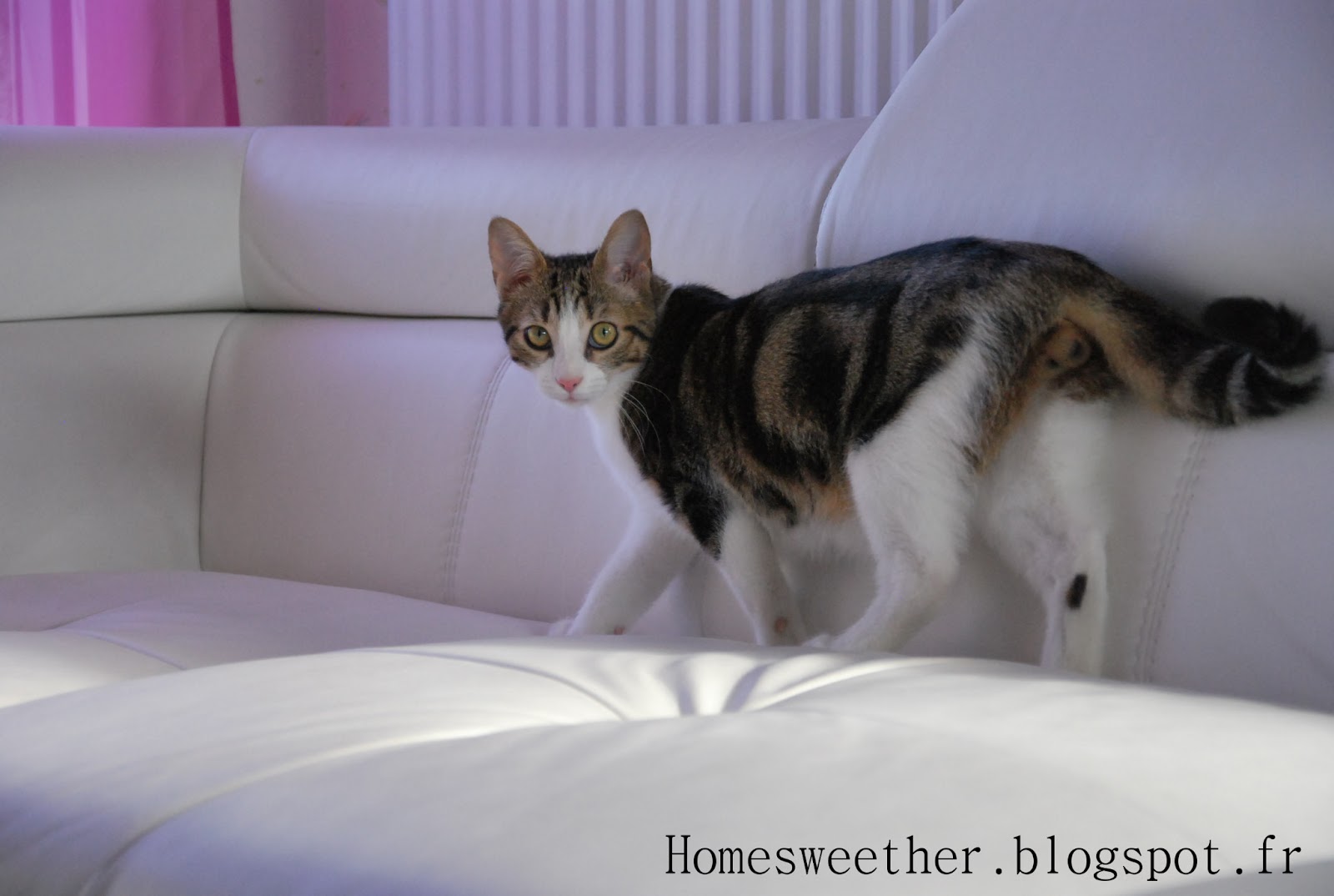 Home Sweet Her: My cat can beat up your cat