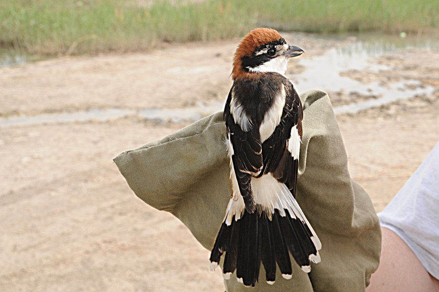 Birds of Saudi Arabia: Eastern Woodchat Shrike (niloticus) - Alba Marsh ...