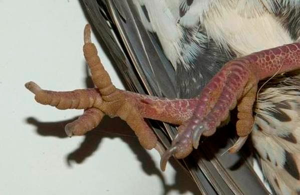 The Nature of Robertson: 2014