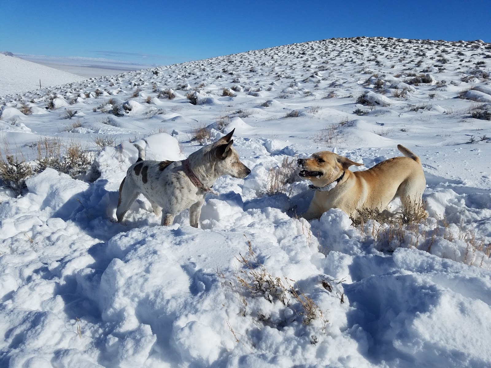 Healer Lab Mix Puppy Snow