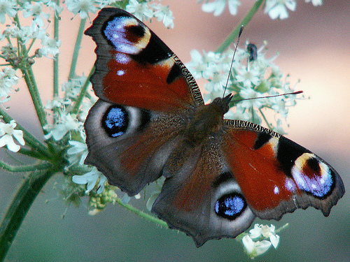Butterfly Information-Facts and New Photos | The Wildlife
