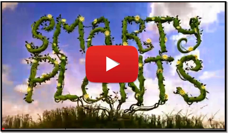 Genesis Eco Fund for Advanced Human Habitat: “Smarty Plants” & the ...