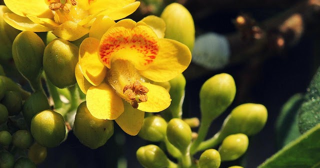 Jucá - Caesalpinia ferrea
