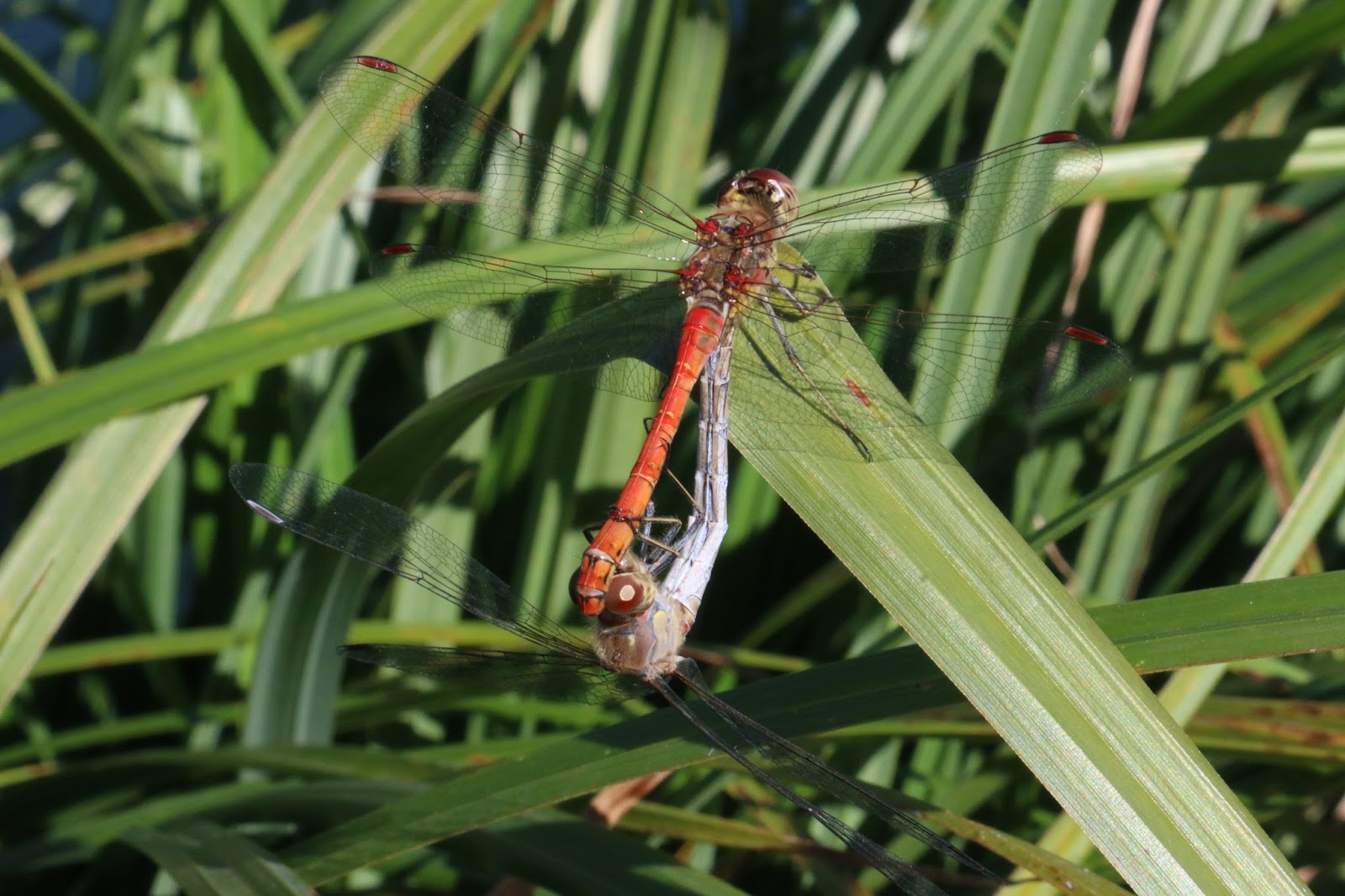 Insectes d'Alsace: Sympetrum striolatum - Sympetrum fascié
