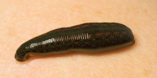 PENGAJARAN DARIPADA ALAM: DARI MANA DATANGNYA LINTAH