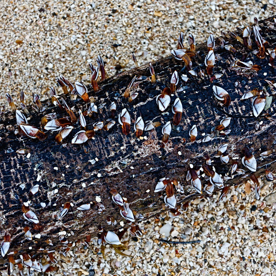 Daily Image from Picture Belize - Ambergris Caye Belize Message Board