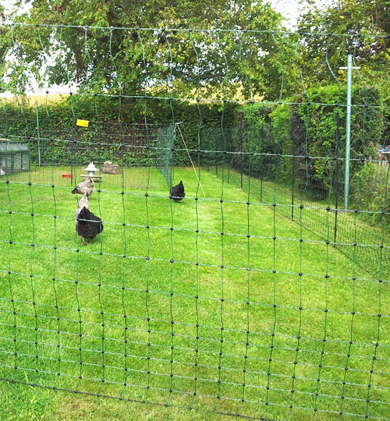 Turkey Housing: Housing & Fencing Guide For Raising Turkeys