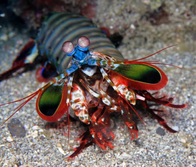 The Dangerous Elusive and Powerful Mantis Shrimp Crustacean