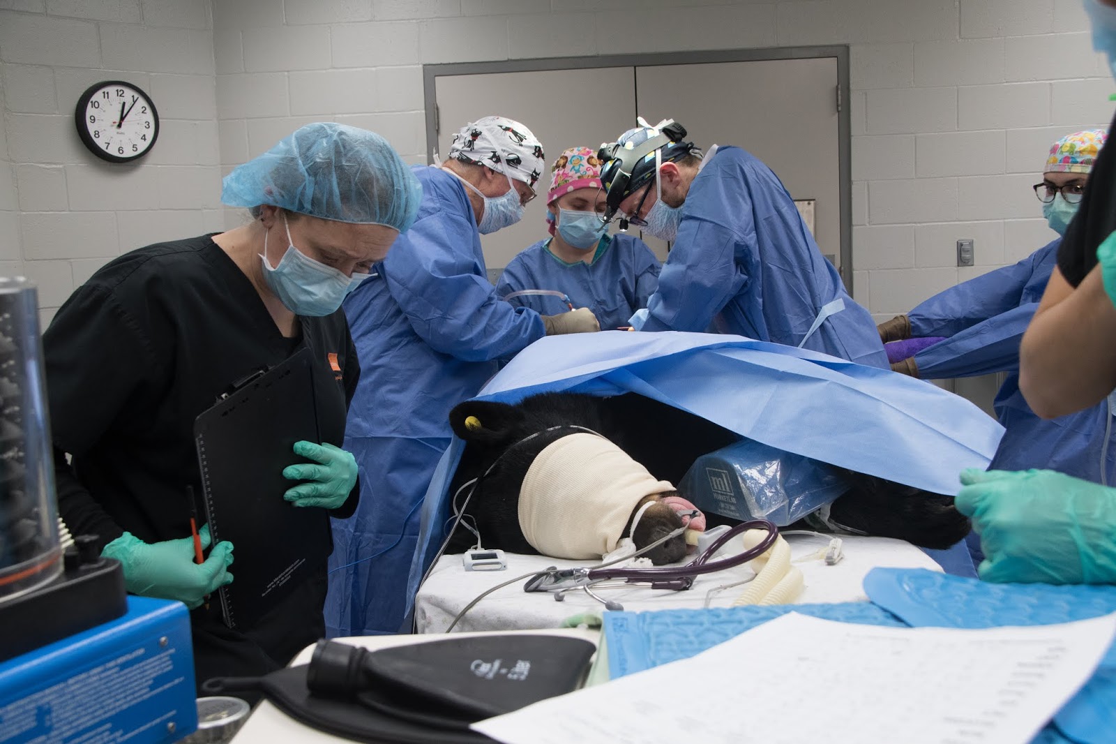 Local black bear gets second chance thanks to community of wildlife ...