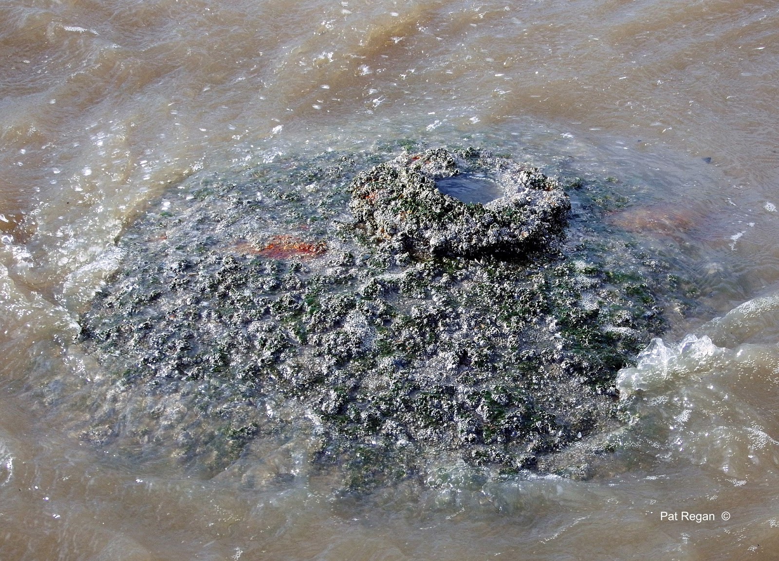 Pat Regan: The mysterious SS Chrysopolis, still holding her secrets in ...