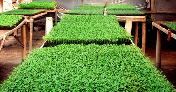 JENIS JENIS PERSEMAIAN LENGKAP - CENDEKIA SMK