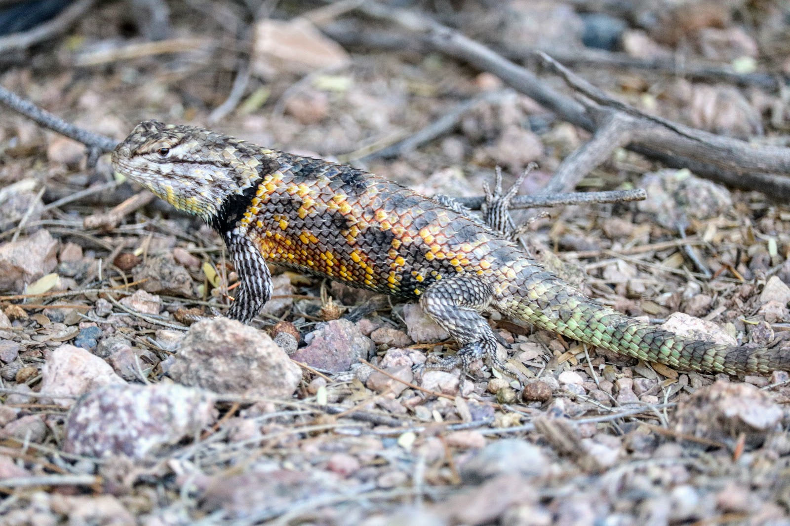 Lizards around Arizona