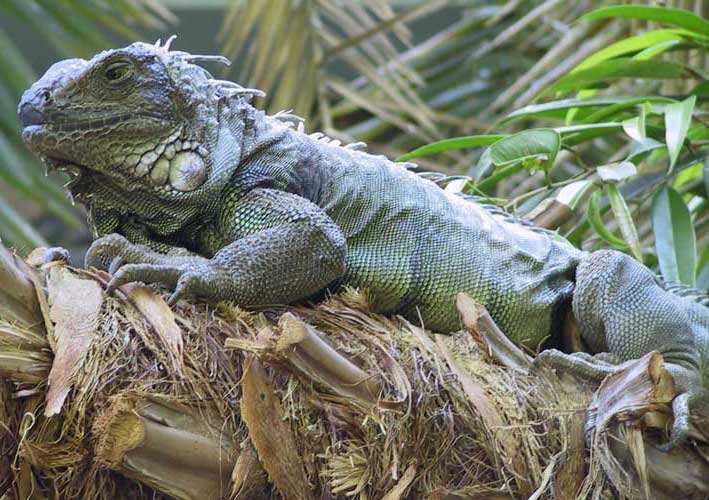 Colombia y sus especies en vía de extinción...: La Iguana