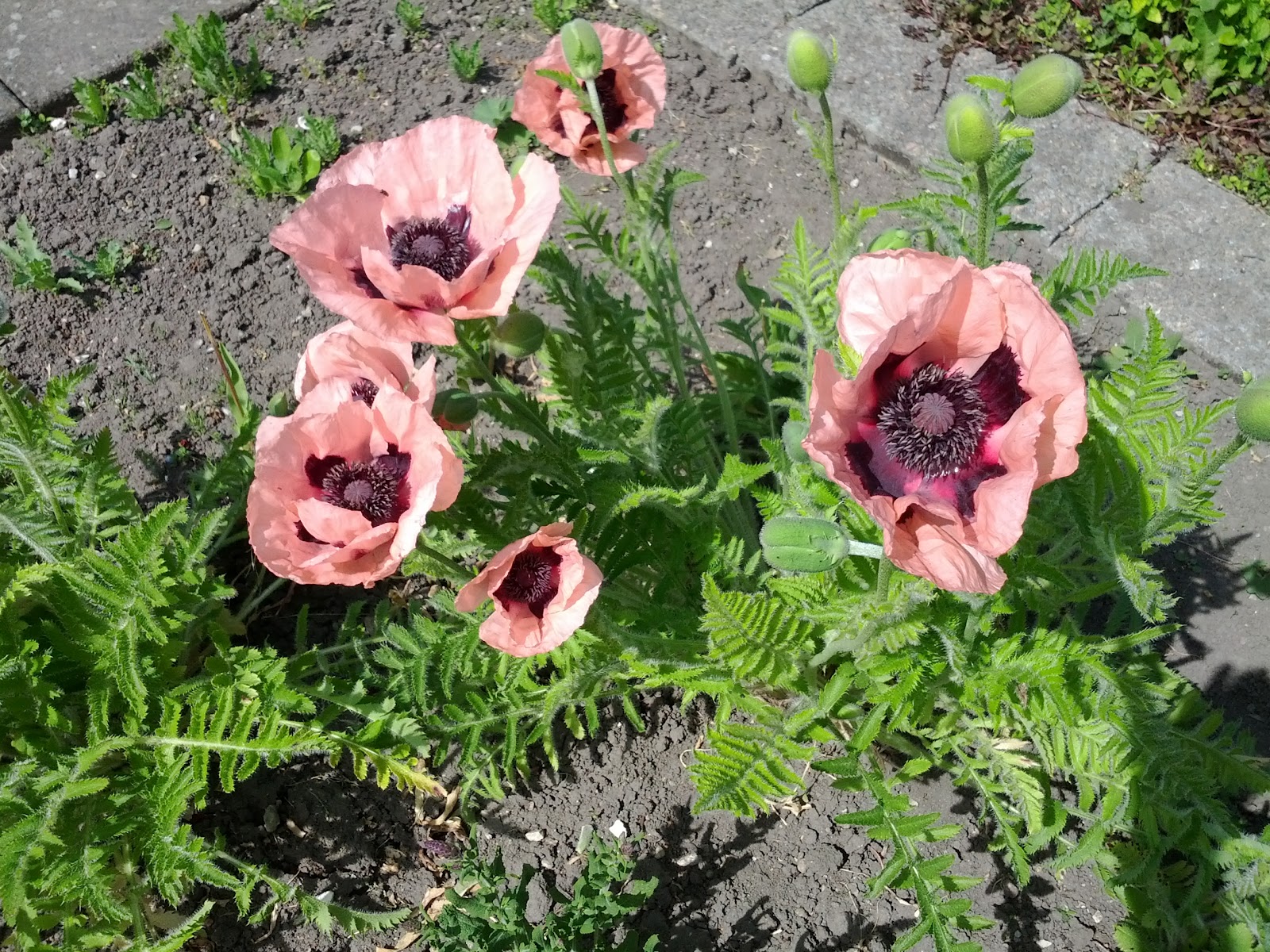 Lenas Trädgårdsrum: Orientalisk Vallmo Coral Reef