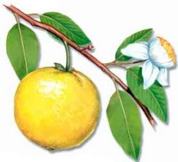 Frutas y Vegetales Exóticos: ARAZÁ FRUTA EXÓTICA COLOMBIANA