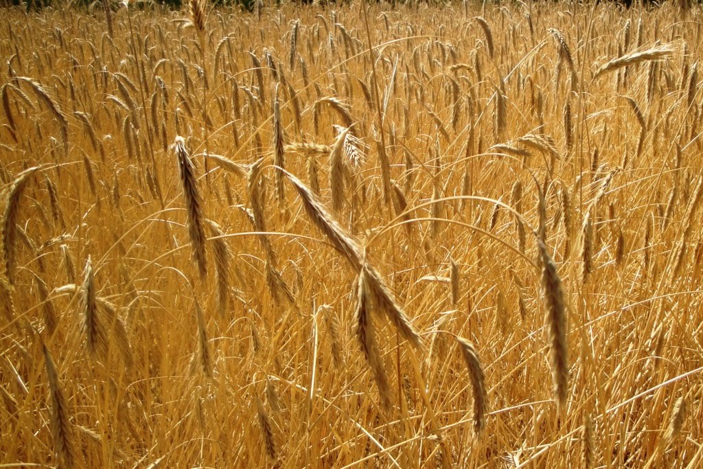 AGRICULTURA NO BRASIL: Cultura do Centeio (Resumo)