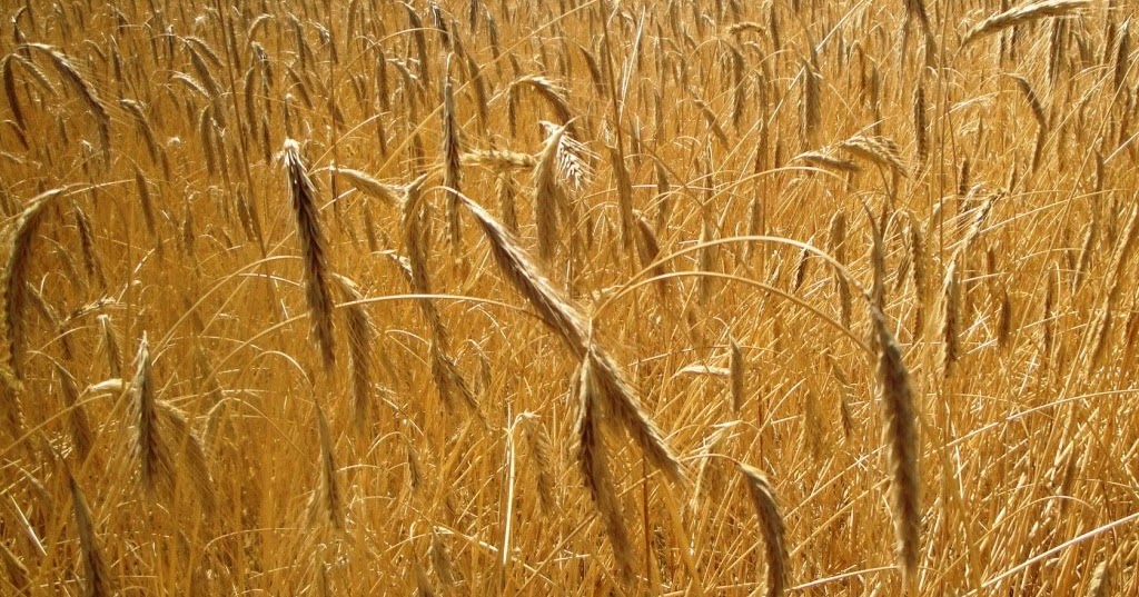 AGRICULTURA NO BRASIL: Cultura do Centeio (Resumo)