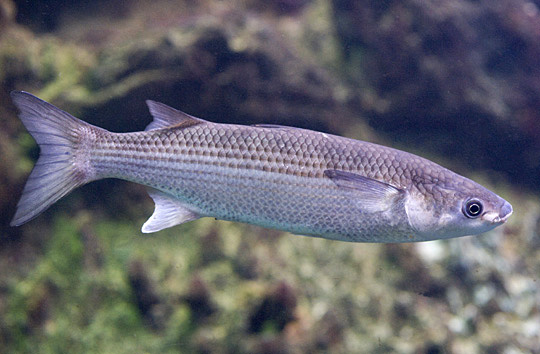 Peces y plantas ornamentales: Mugil Cephalus - Mújol