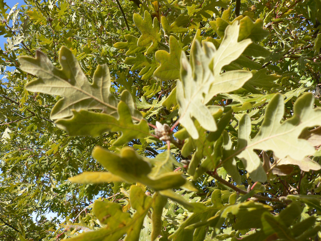 Á R B O L E S (T R E E S) y P A L M E R A S (P A L M S): Quercus ...