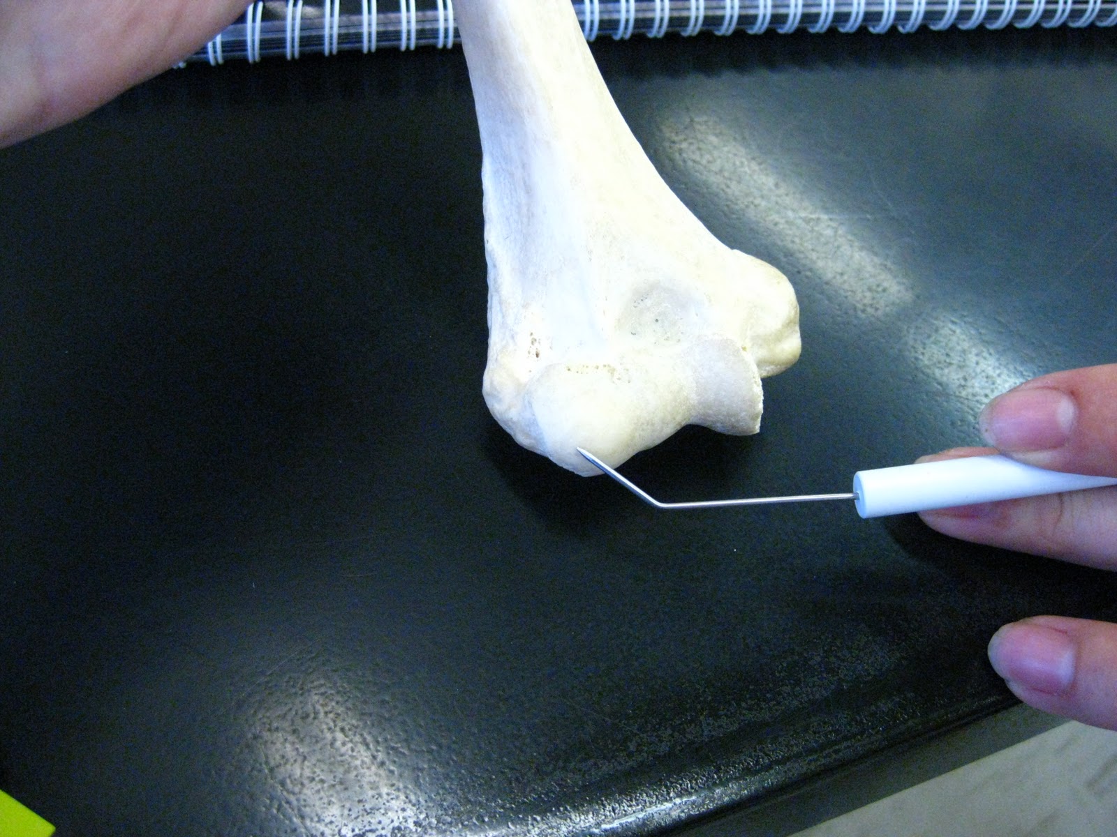 Boned: Human Skeleton - humerus