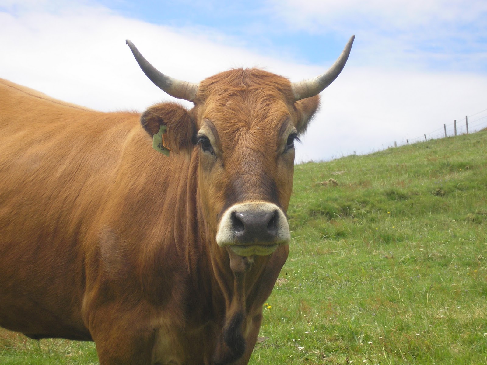 ECHO NOVEMBER ECHO: junio 2013